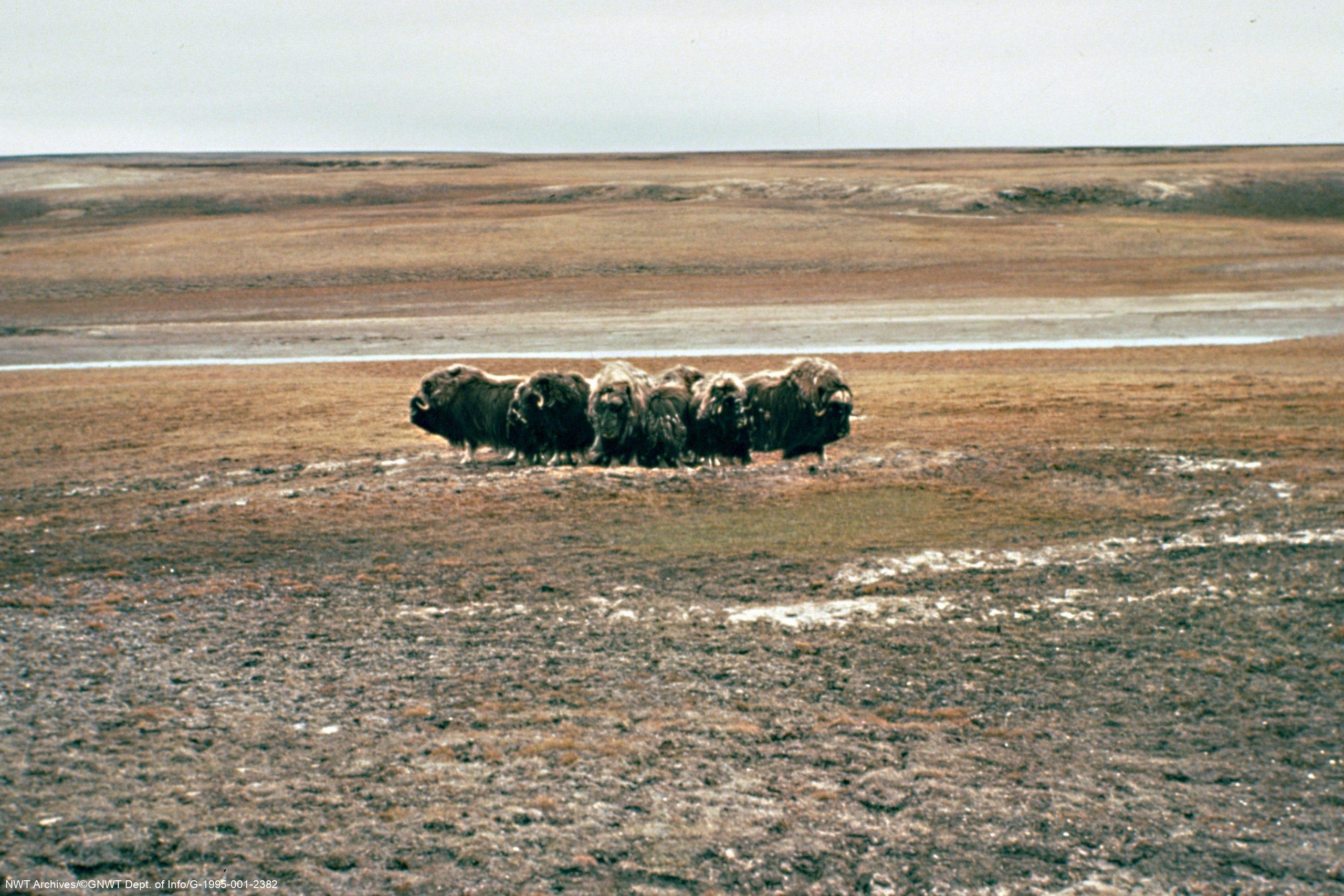 Muskox Hide Trade - Northwest Territories Timeline